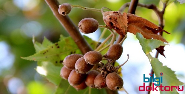 Üvez Nedir, Üvez Bitkisinin Faydaları Nelerdir? — Bilgi Doktoru