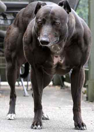 Mutasyon Örnekleri — Bilgi Doktoru