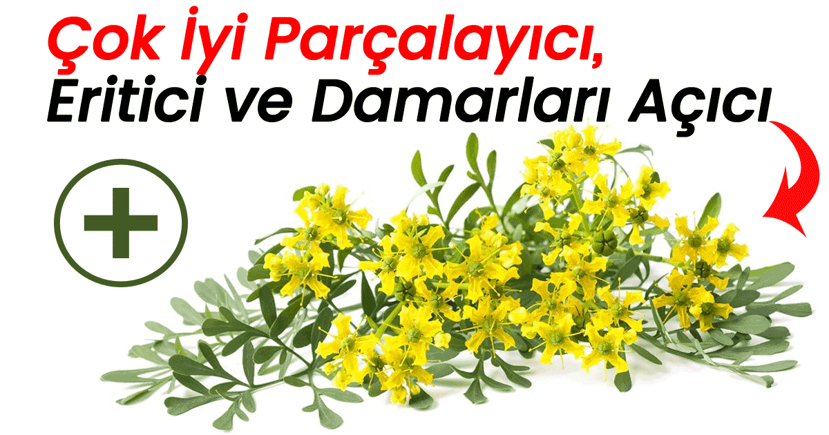 Böbrek ve Mesane İçin Sedef Otu Faydaları — Bilgi Doktoru