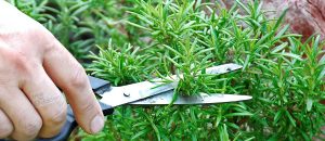 Tere Otu Faydaları Hakkında — Bilgi Doktoru