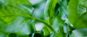 Uçkun (Işkın Otu) Nedir, Faydaları Nelerdir? — Bilgi Doktoru